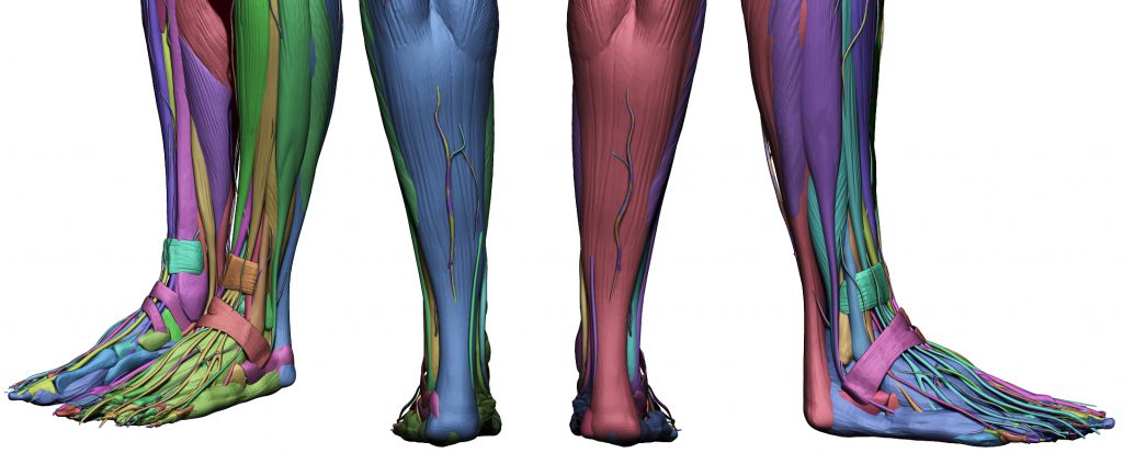 Anatomy 360 Female Ecorche Work In Progress - Anatomy 360